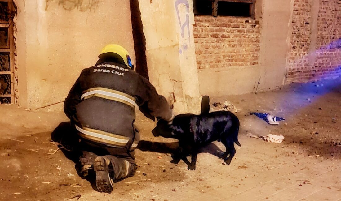 INFOCALETA - Bomberos salvan la vida a perrito encerrado en incendio ...